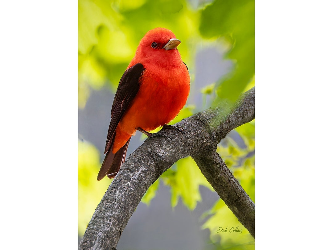 SCARLET TANAGER Ready to Hang Dye Sublimation Print - Etsy