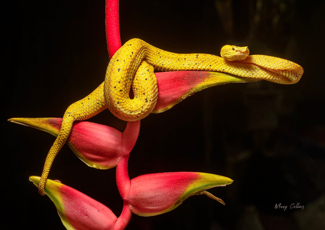 Yellow Eye-lash Viper- Ready to Hang Dye Sublimation Print. / Snake ...