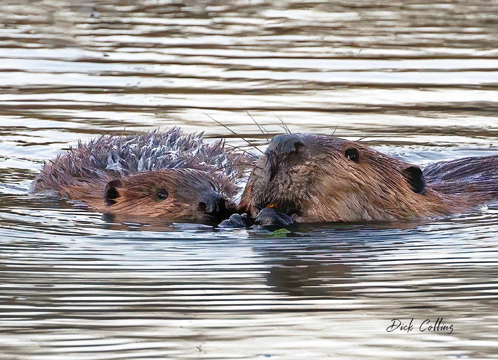 BEAVER WITH BABY Ready to Hang Photo - Etsy