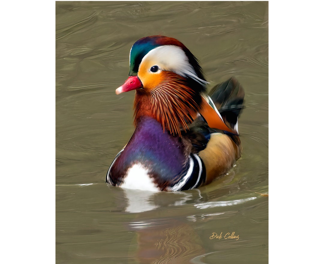 Mandarin Duck #2- Ready to Hang Photo - Etsy