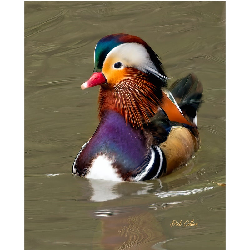 Mandarin Duck Art - Etsy