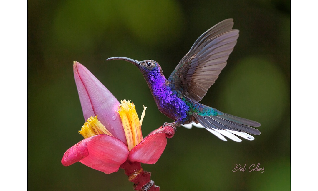 VIOLET SABREWING HUMMINGBIRD Ready to Hang Print - Etsy