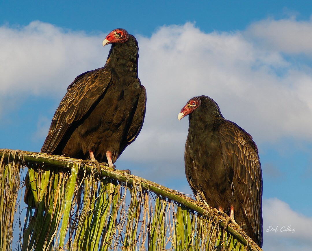 TURKEY VULTURE Ready to Hang Dye Sublimation Photo /wildlife Photo ...