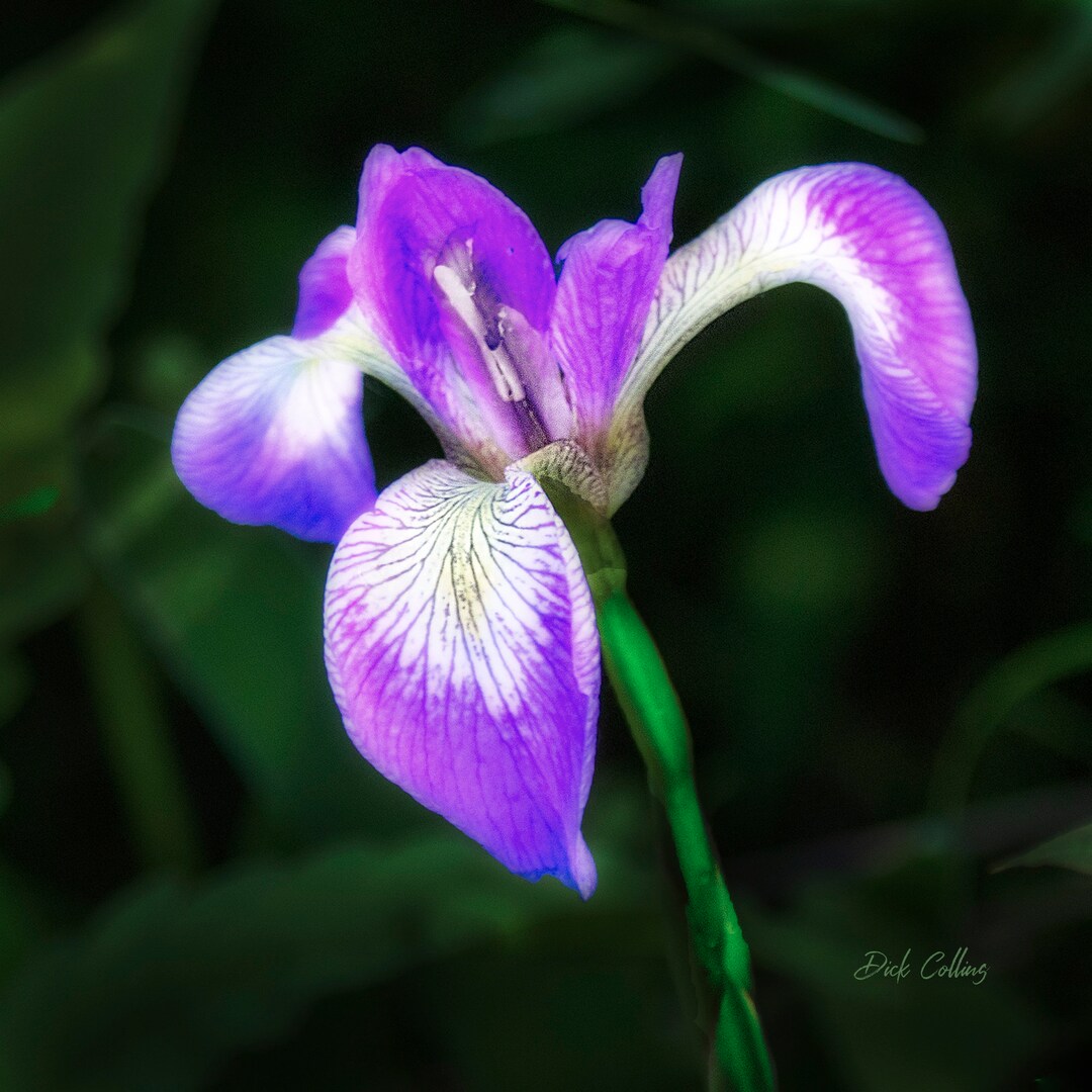 Blue Iris Ready to Hang Dye Sublimation Photo / Wildflowers / Floral ...