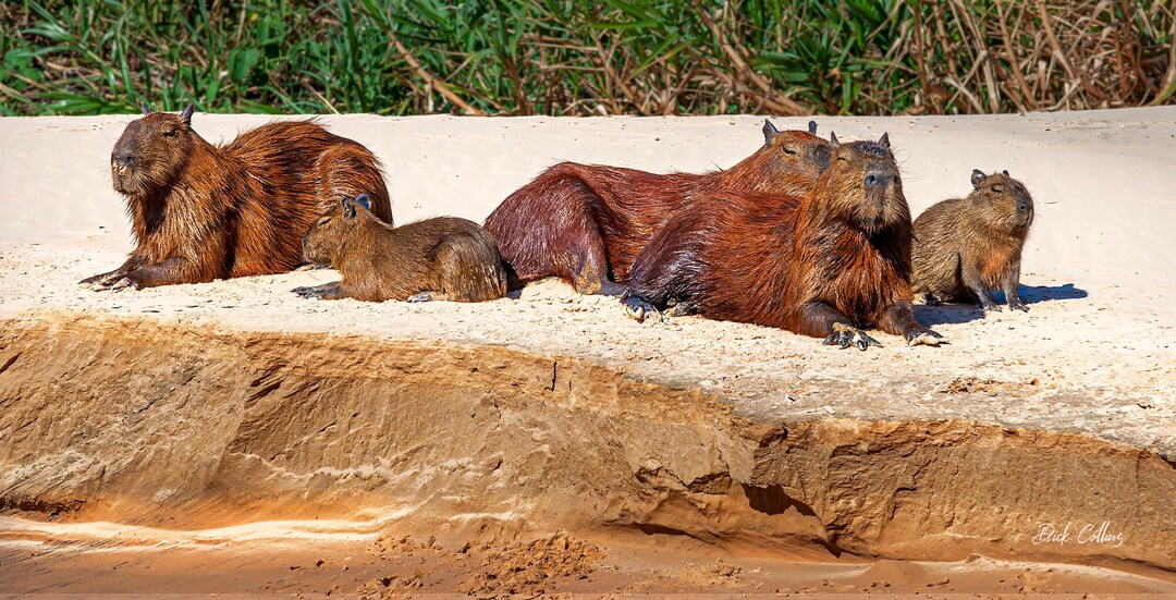 CAPYBARA FAMILY Ready to Hang Photo. - Etsy