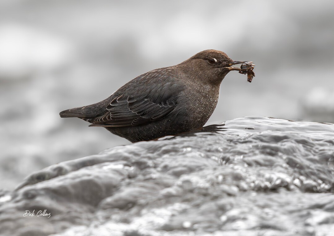 NORTHERN DIPPER Ready to Hang Dye Sublimation Photo - Etsy