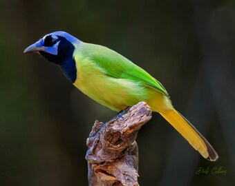 BLUE JAY FLYING Ready to Hang Dye Sublimation Print | Etsy