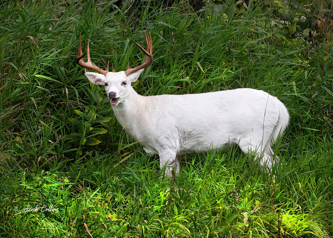 WHITE WHITETAIL DEER - Ready to Hang Dye Sublimation Print - Leucistic ...