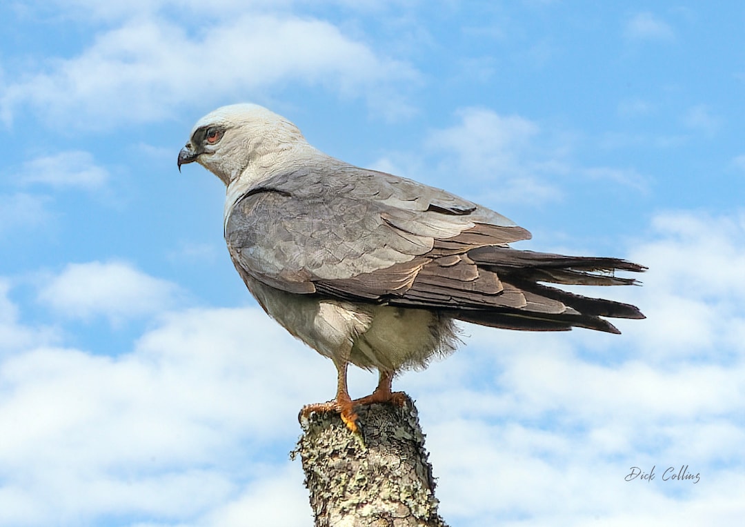 Mississippi Kite Ready to Hang Dye Sublimation Print/ Hawks and Eagles ...