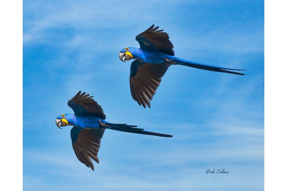 Hyacinth Macaw Flying
