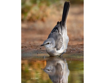 BLUE JAY FLYING Ready to Hang Dye Sublimation Print - Etsy