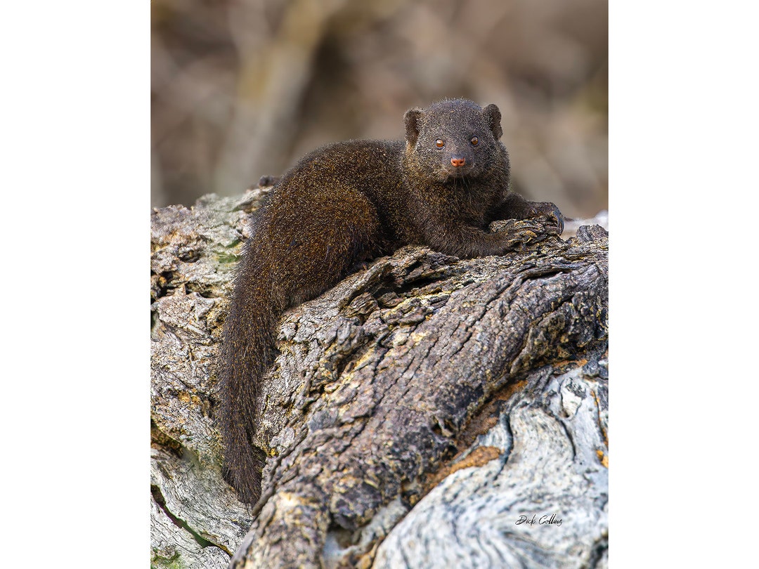 DWARF MONGOOSE Ready to Hang Dye-sublimation Photo / Predator / Small ...
