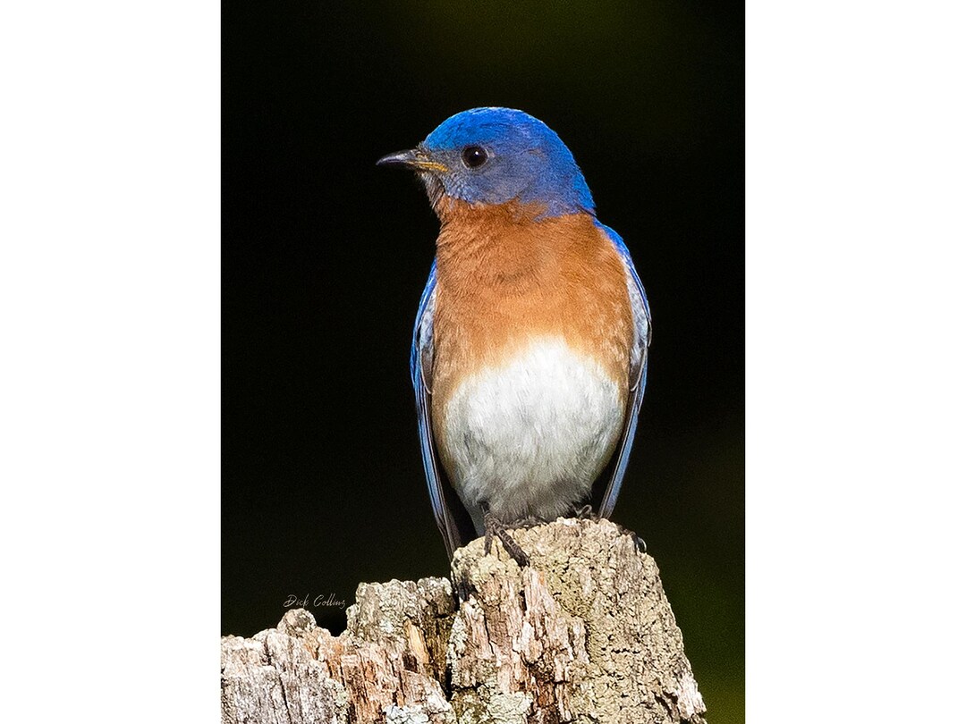 EASTERN BLUEBIRD #4 Ready to Hang High Def. Dye Sublimation Print ...