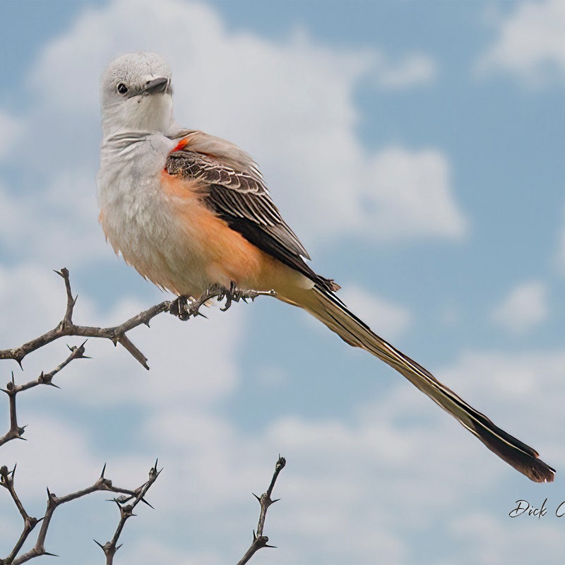 Scissortail Art - Etsy