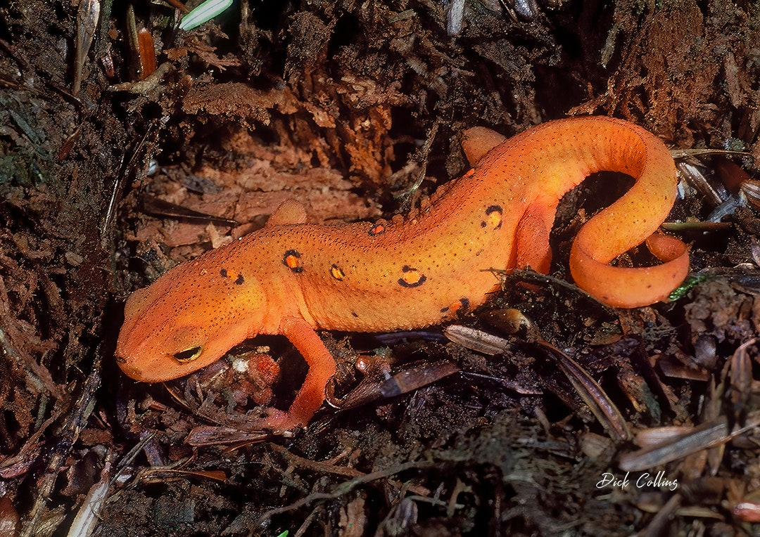 Red-spotted Newt Ready to Hang Print - Etsy