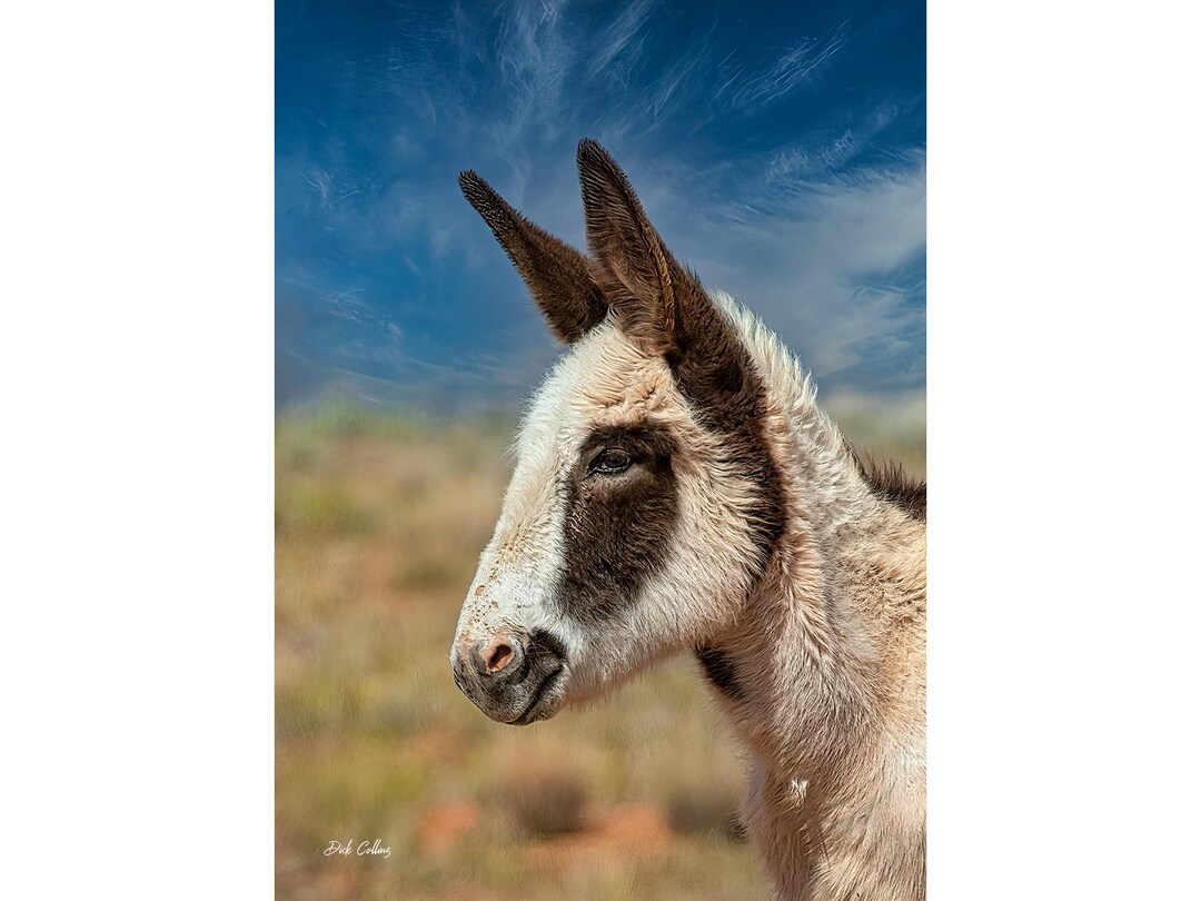 WILD BURRO PORTRAIT - Ready to Hang High Def Dye Sublimation Photo - 1/ ...