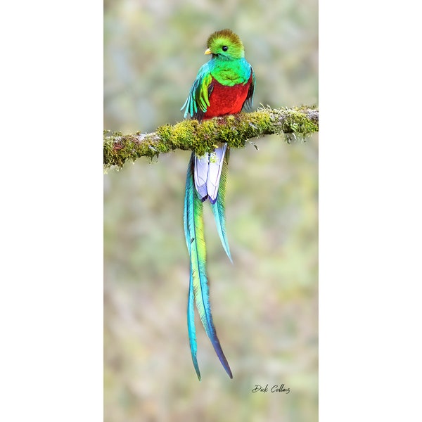 Quetzal - Etsy