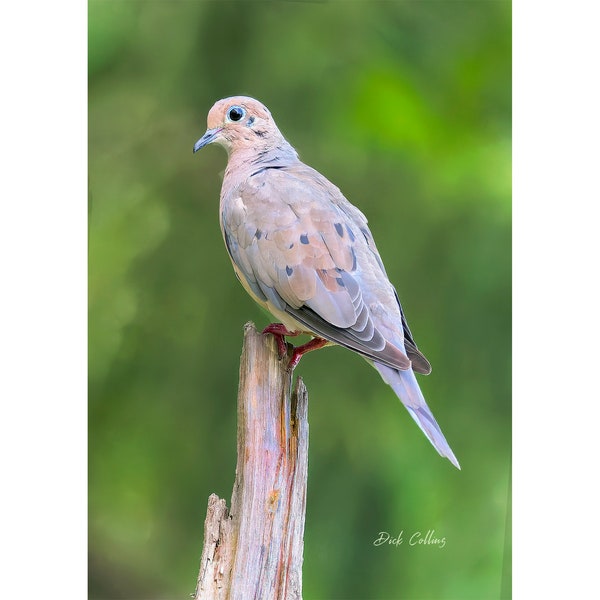 Mourning Dove - Etsy
