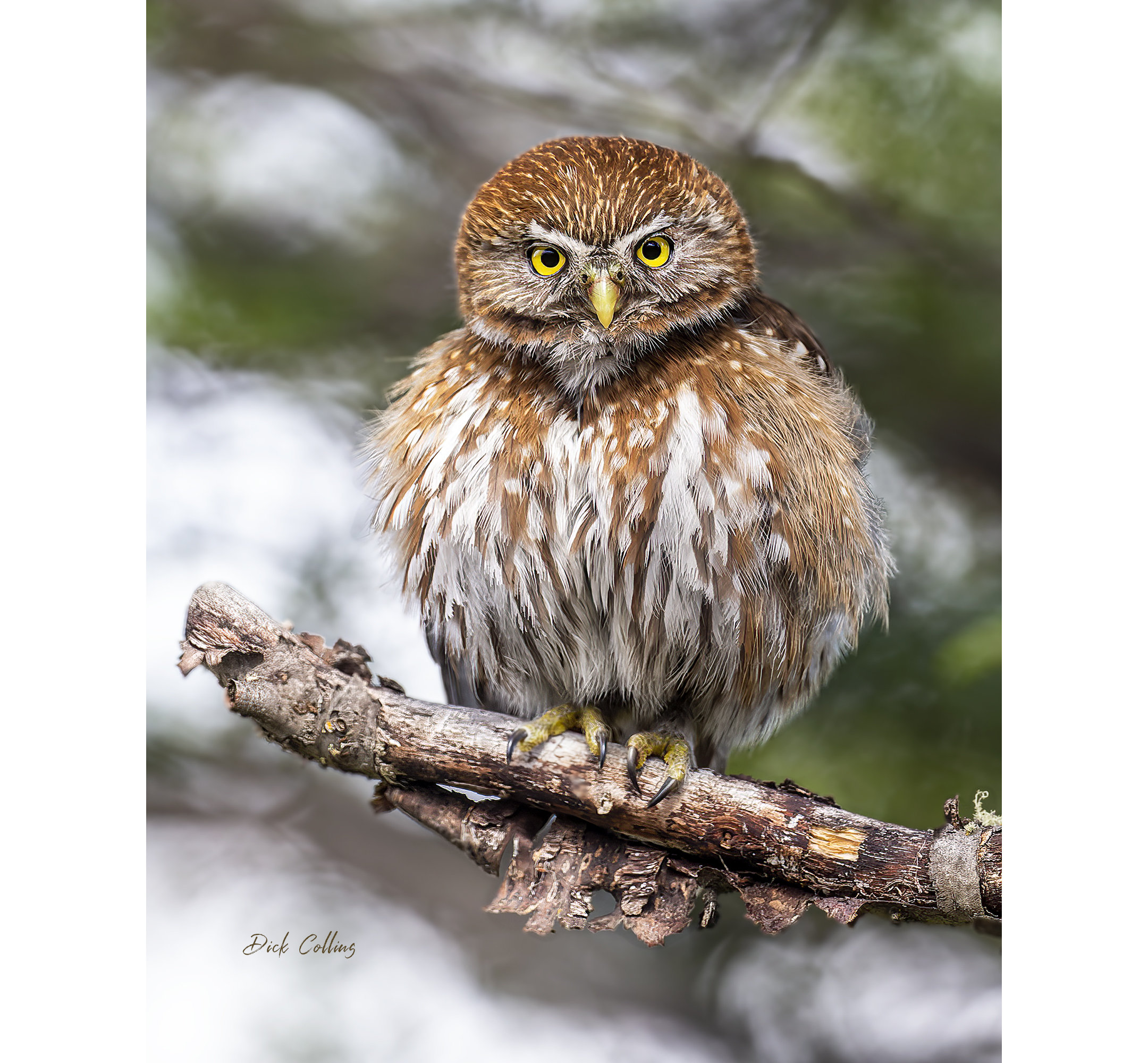 AUSTRAL PYGMY OWL Ready to Hang Photo - Etsy