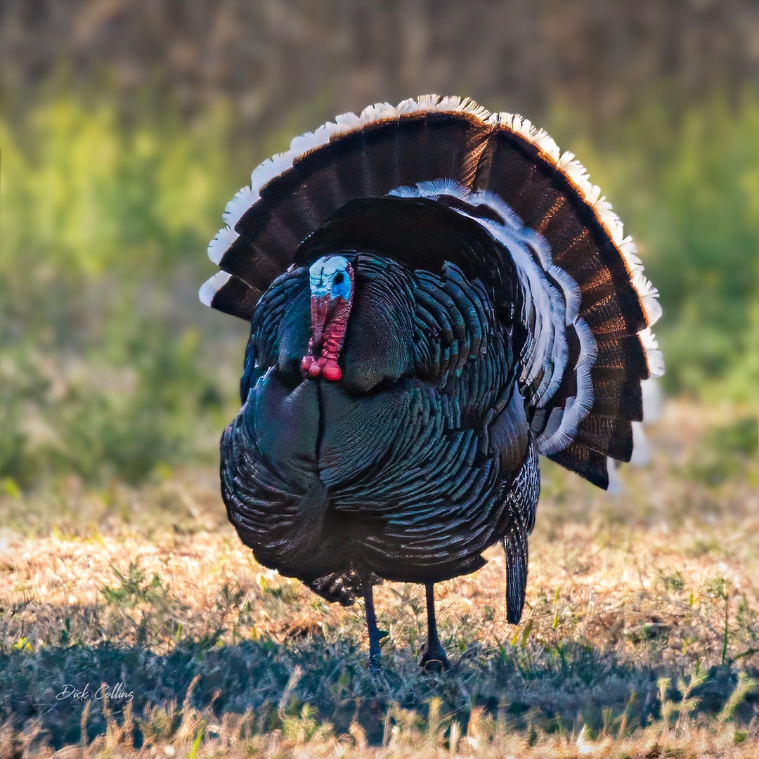Gould's Wild Turkey Ready to Hang Dye Sublimation Game Bird Print ...