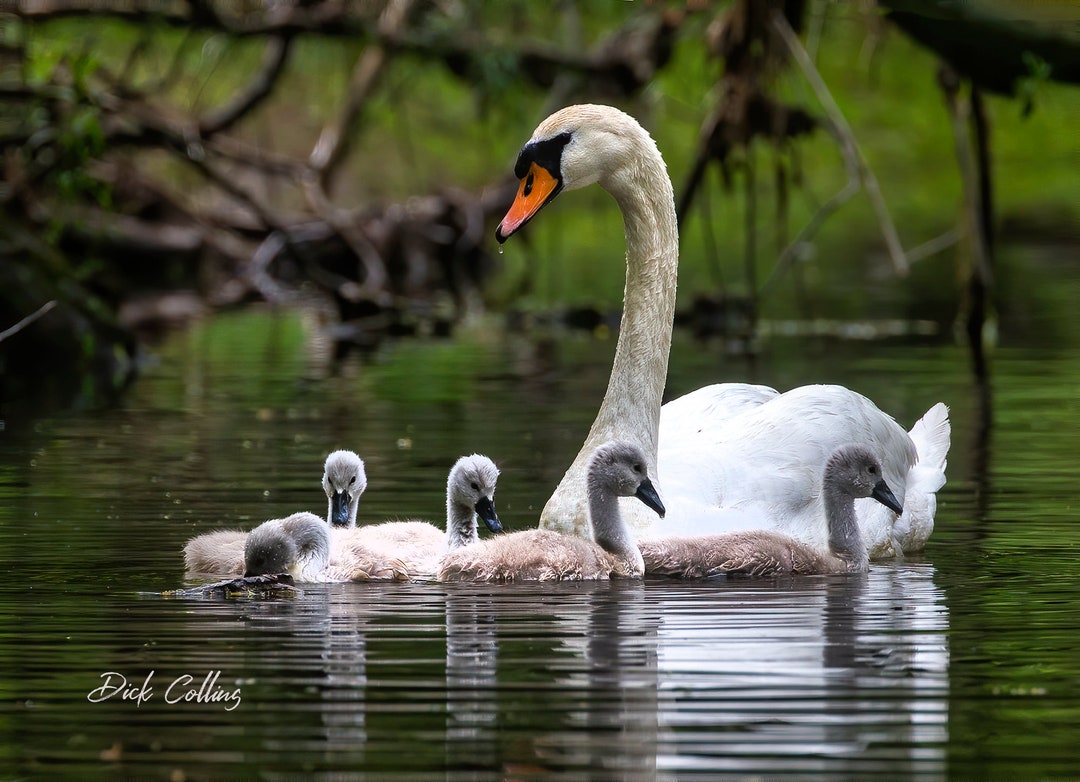 MUTE SWAN FAMILY #01a Ready to Hang Photo - Etsy