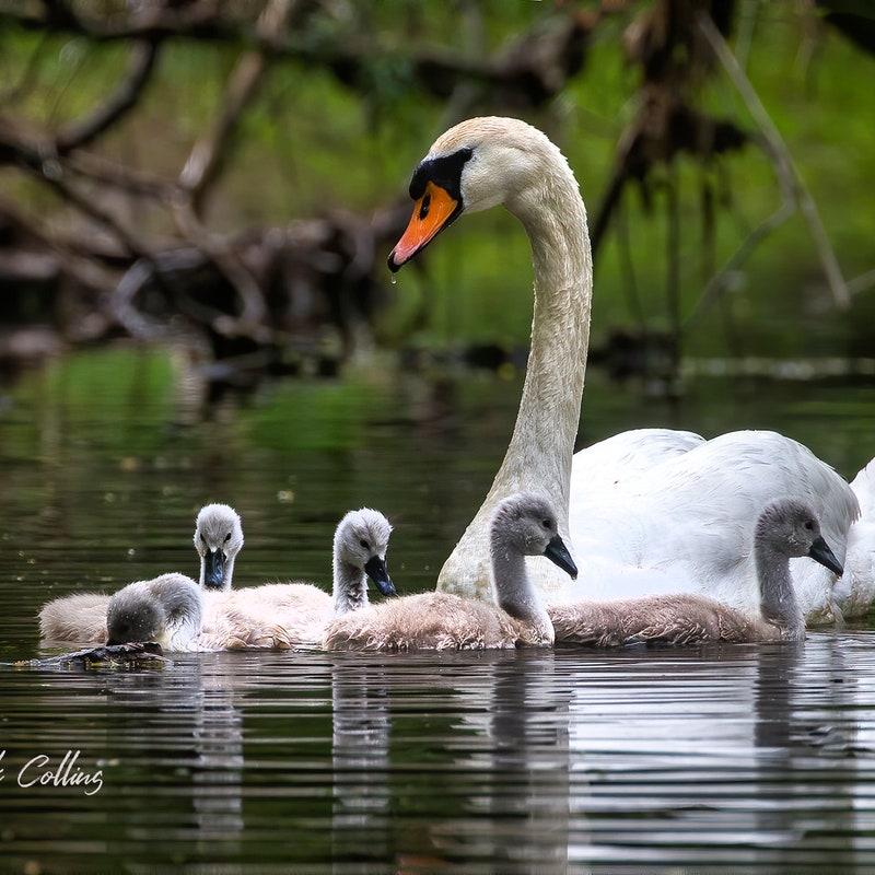 Mute Swan Photograph - Etsy