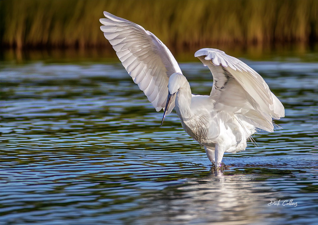 REDDISH EGRET - White Color Morph Ready to Hang Dye-sublimation Photo ...