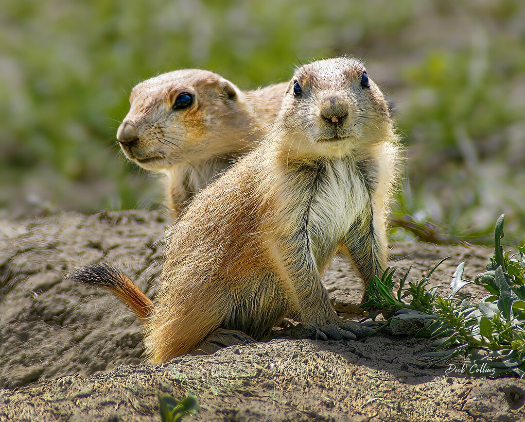 Black-tailed Prairie Dogs Ready to Hang High Def Dye-sublimation Photo ...