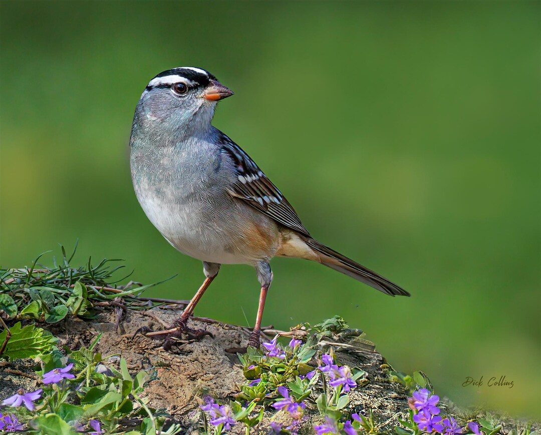 White-crowned Sparrow #02A Ready to Hang High Def. Dye-sublimation ...