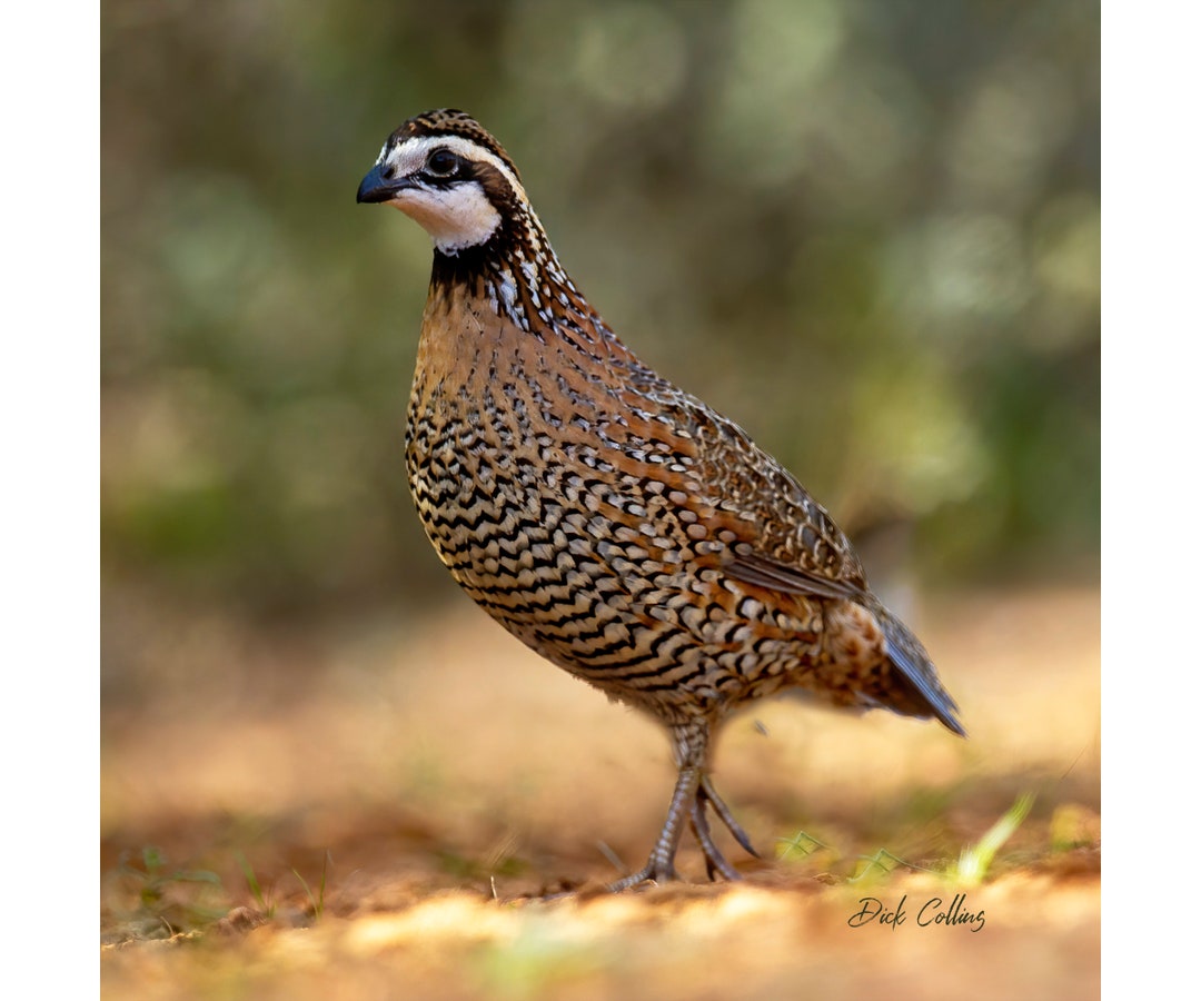 NORTHERN BOBWHITE Ready to Hang Photo - Etsy
