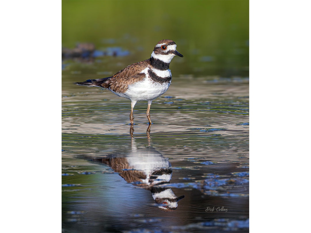 KILLDEER Ready to Hang Dye Sublimation Print / Plover/ Shorebirds ...