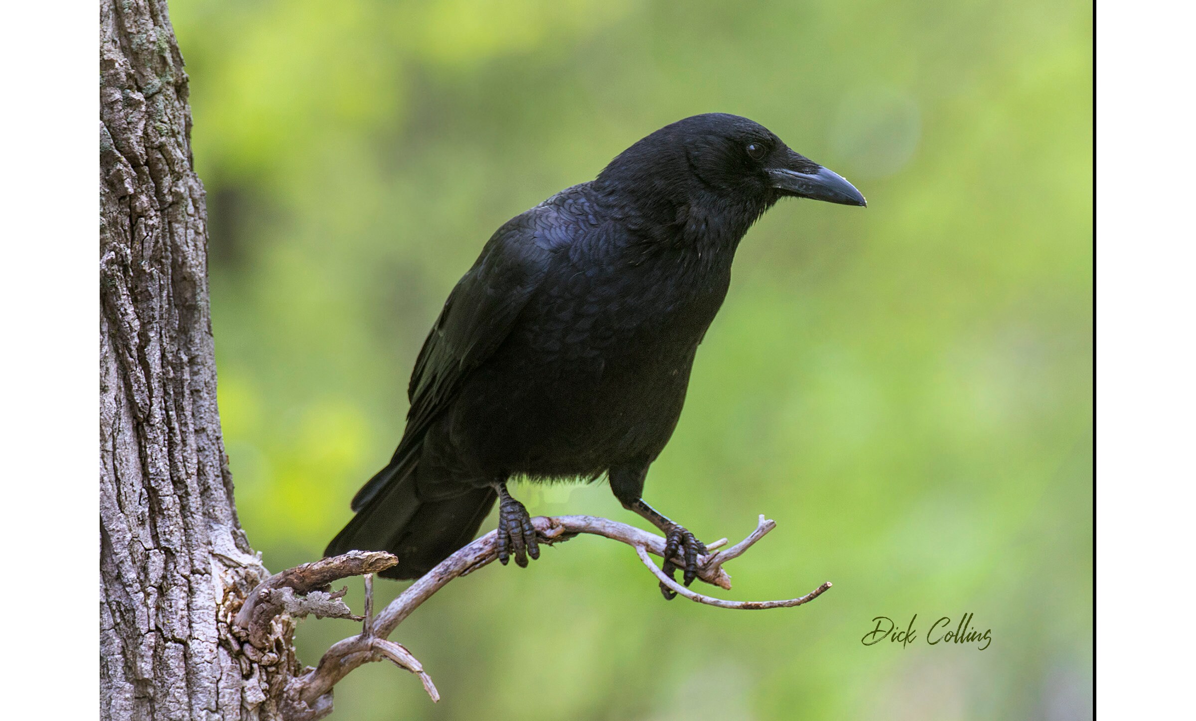 AMERICAN CROW Ready to Hang Photo - Etsy