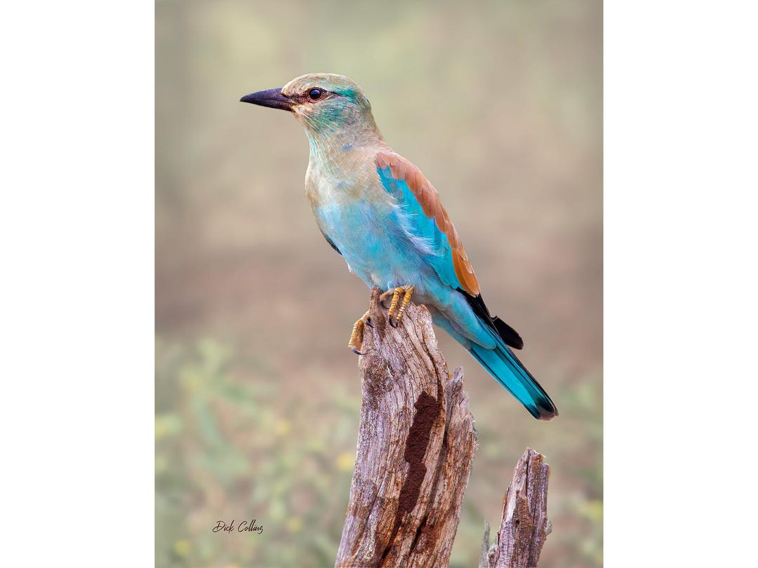 EUROPEAN ROLLER Ready to Hang Dye Sublimation Photo / African Birds ...
