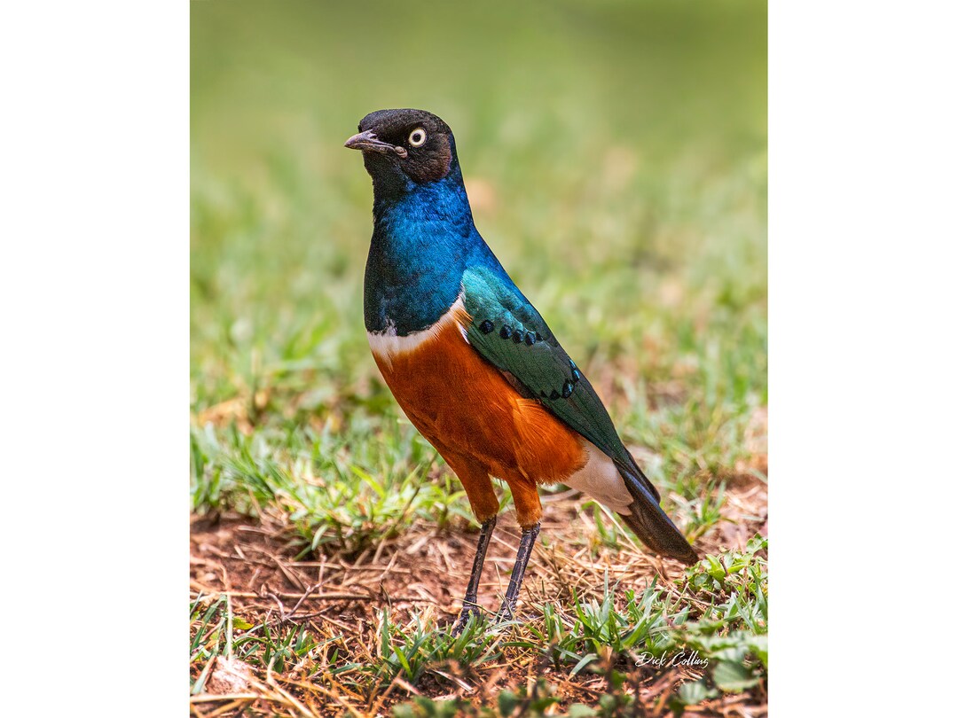 SUPERB STARLING Ready to Hang Dye Sublimation Photo / African Birds ...