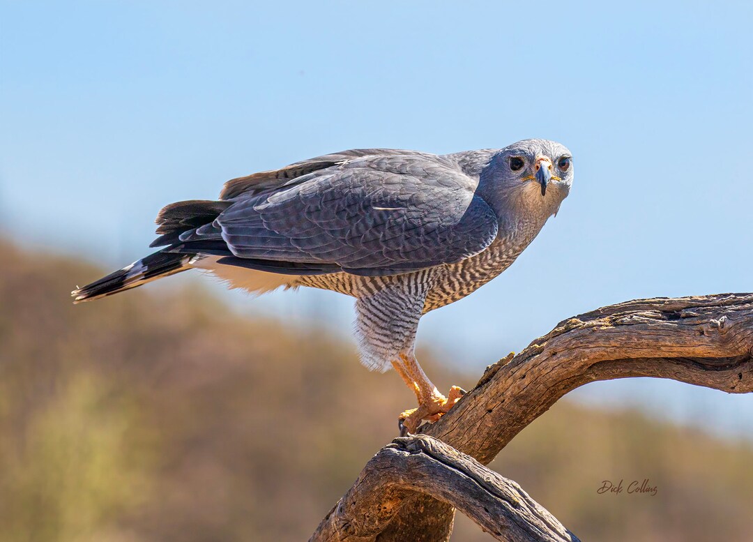 GRAY HAWK Ready to Hang Dye Sublimation Photo / Arizona Raptor / Bird ...