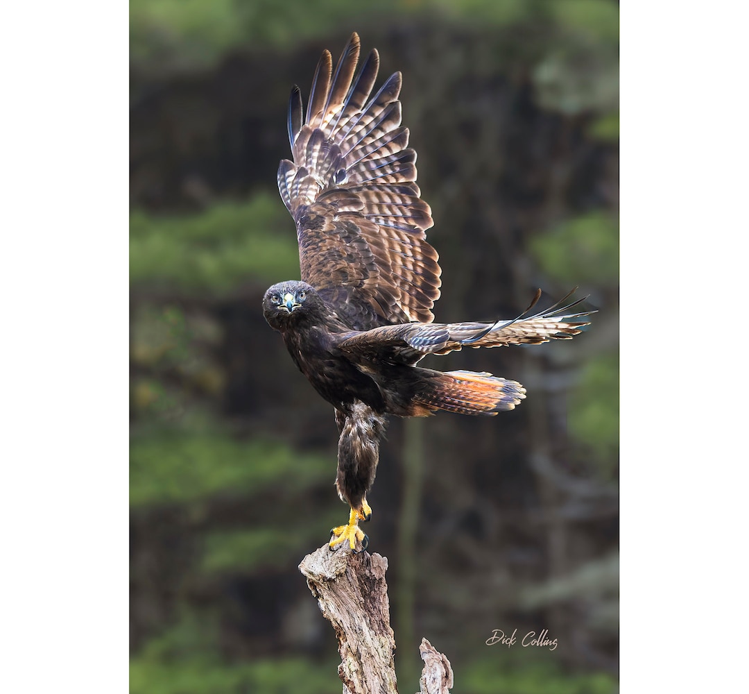 RED-TAILED harlan's HAWK Ready to Hang Photo - Etsy