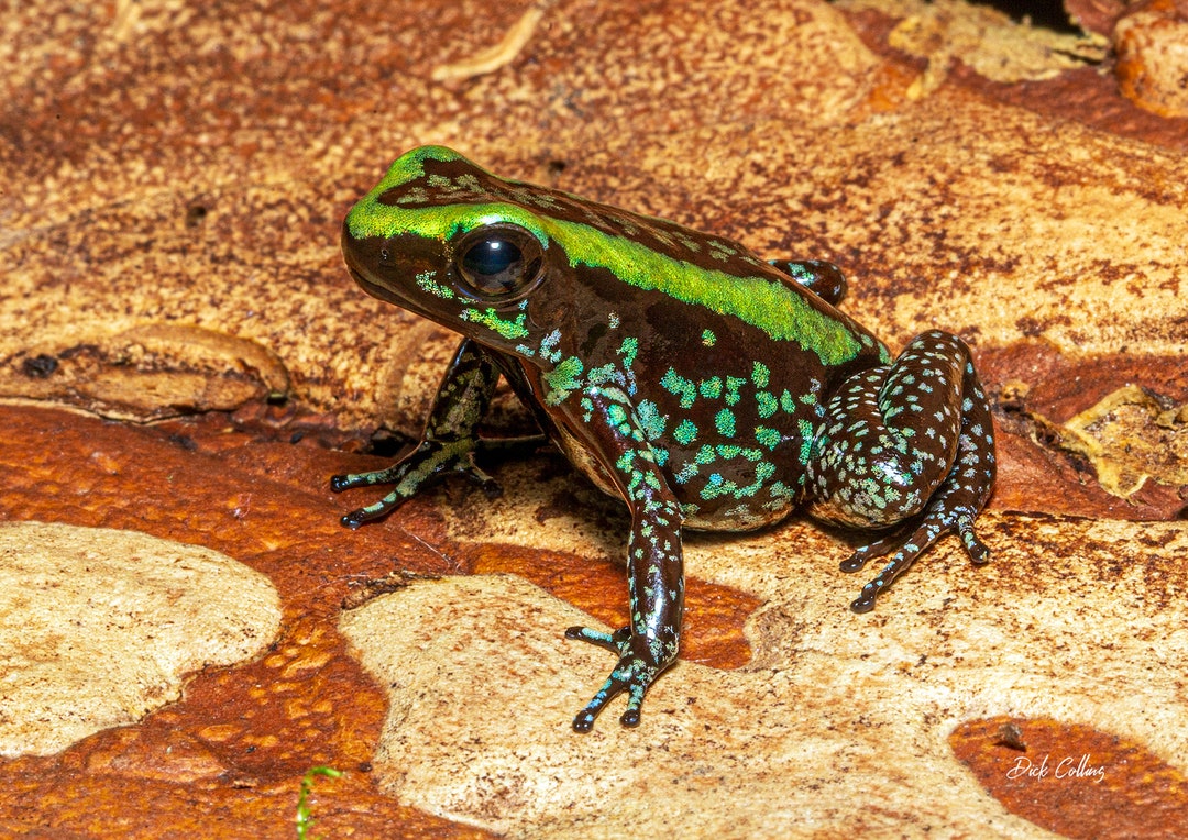 KOKOE DART FROG -phyllobates Aurotaenia Ready to Hang High Def Dye ...