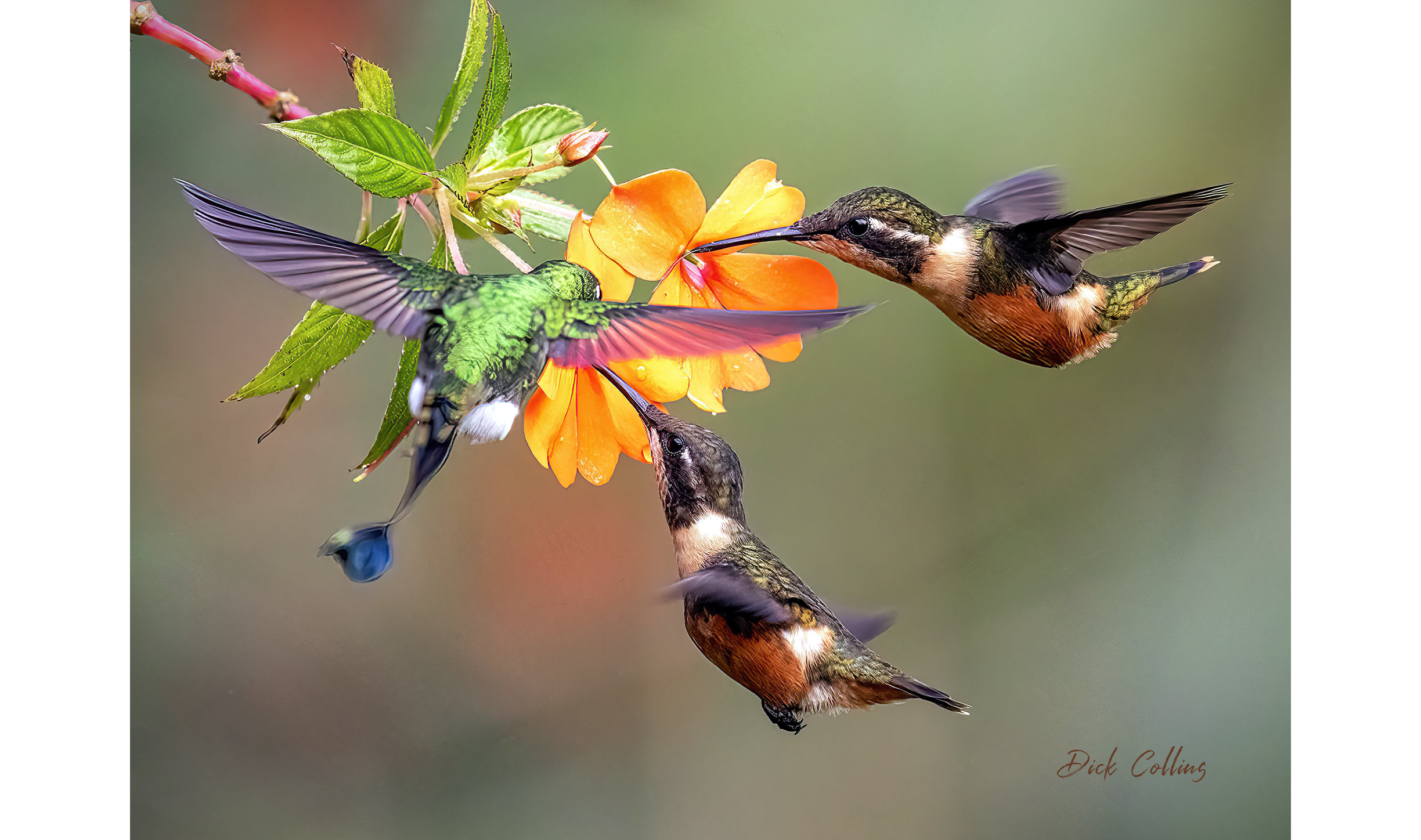 Three HUMMINGBIRDS Ready to Hang Print - Etsy