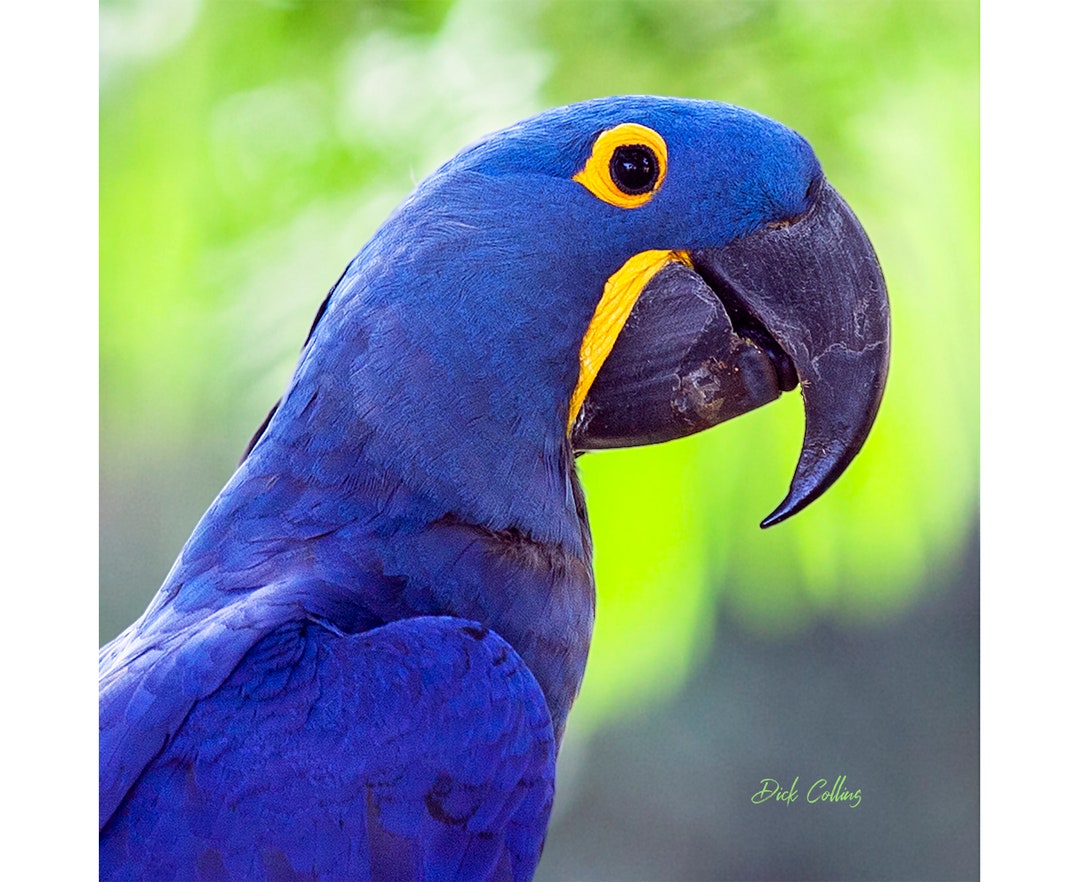HYACINTH MACAW PORTRAIT Ready to Hang Print. - Etsy