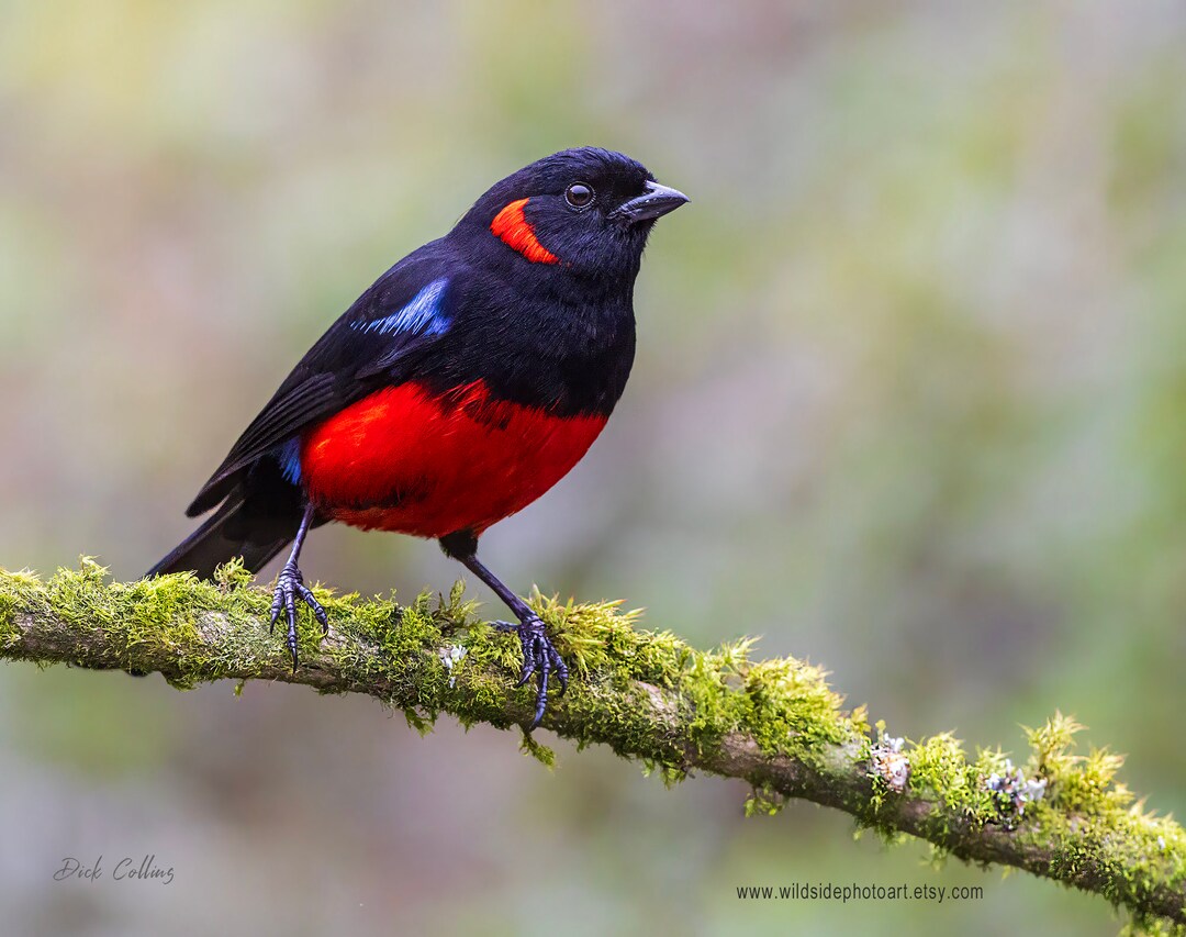 Red-bellied Mountain Tanager Ready to Hang High Def. Dye Sublimation ...