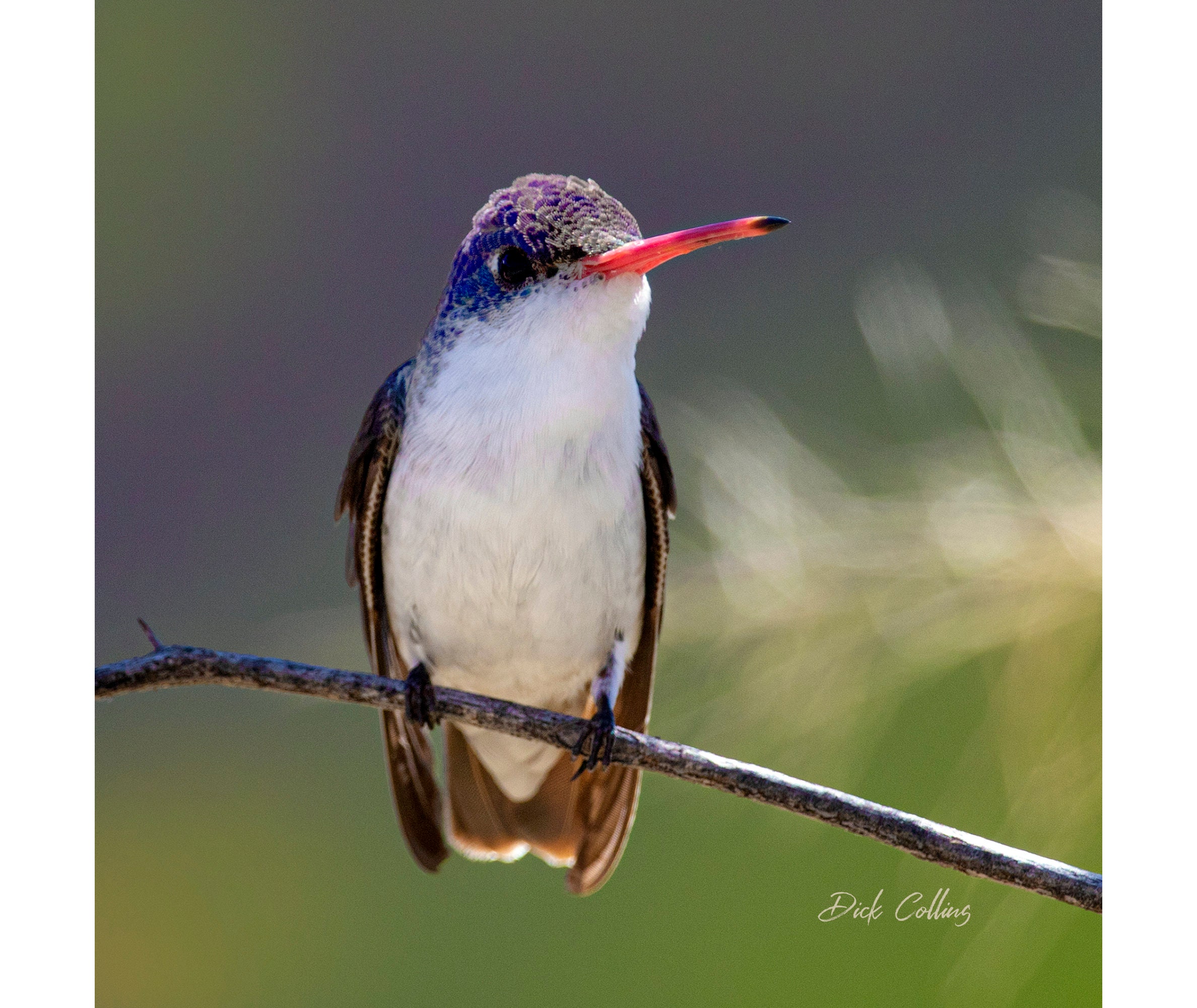 Violet Crowned Hummingbird