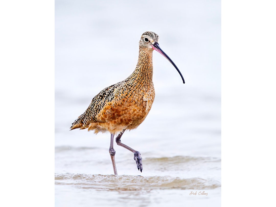 LONG BILLED CURLEW Ready to Hang Dye-sublimation Photo Print / Wading ...