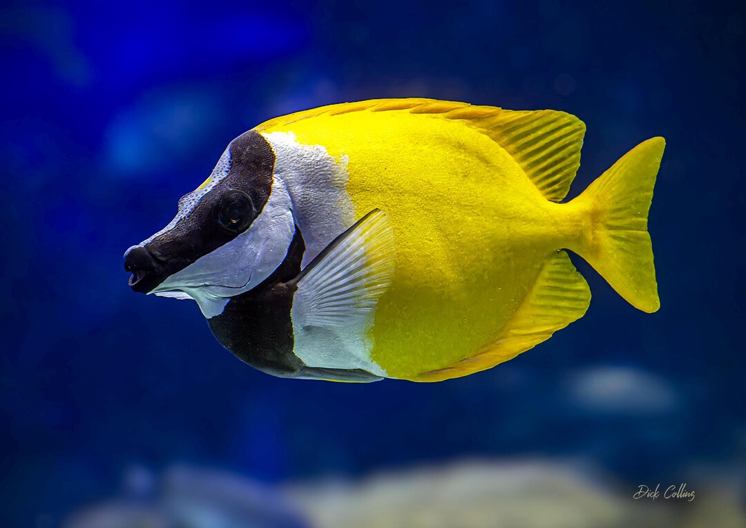 Fox-faced Rabbitfish - Ready to Hang High Def. Dye-sublimation Photo ...