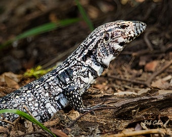 Tegu Lizard - Etsy