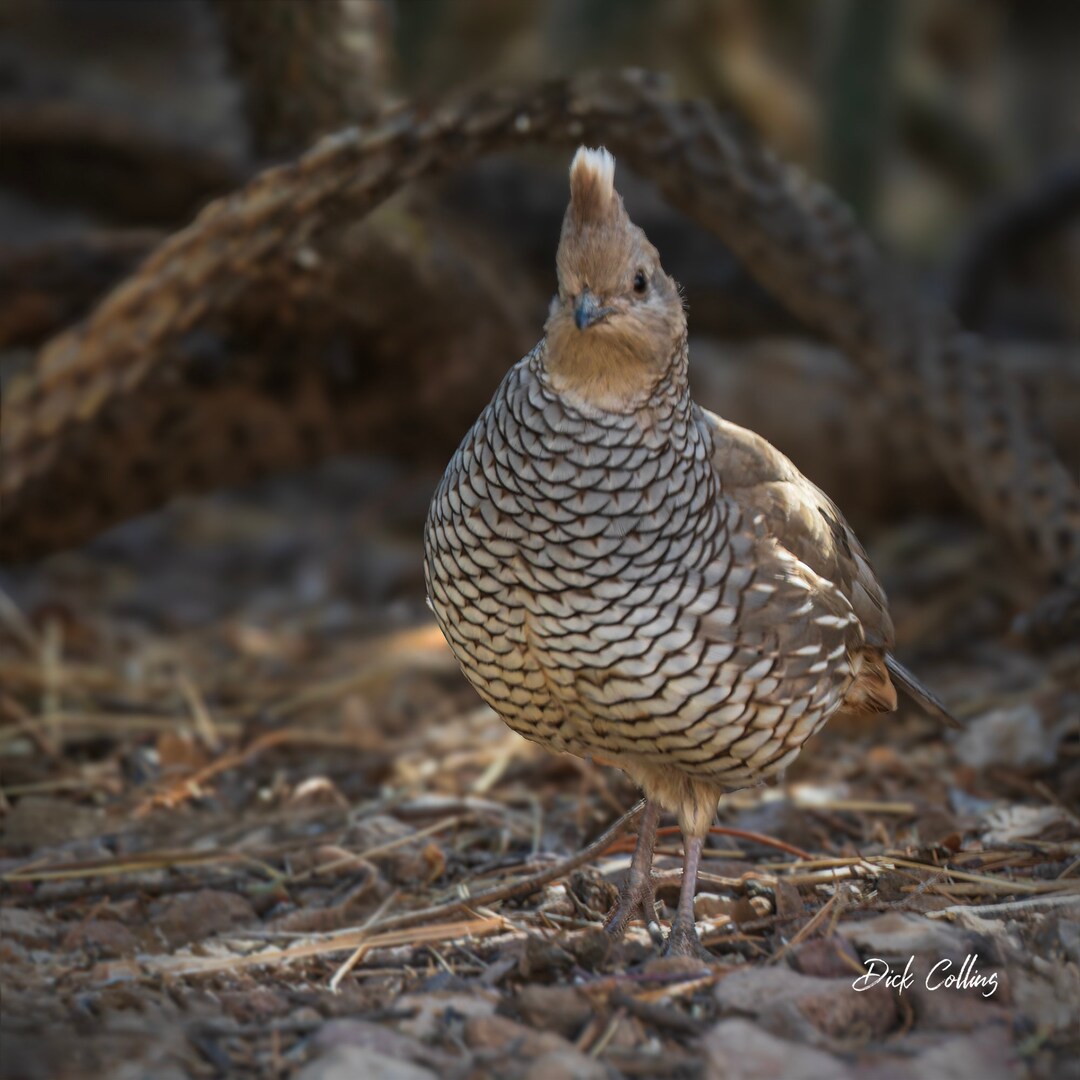SCALED QUAIL Ready to Hang Print - Etsy