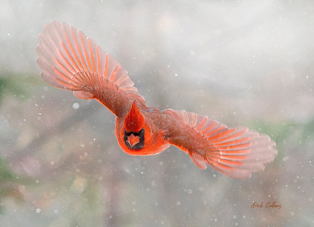 Cardinal In Flight Red Cardinal Flying Images – Browse 27,751 Stock
