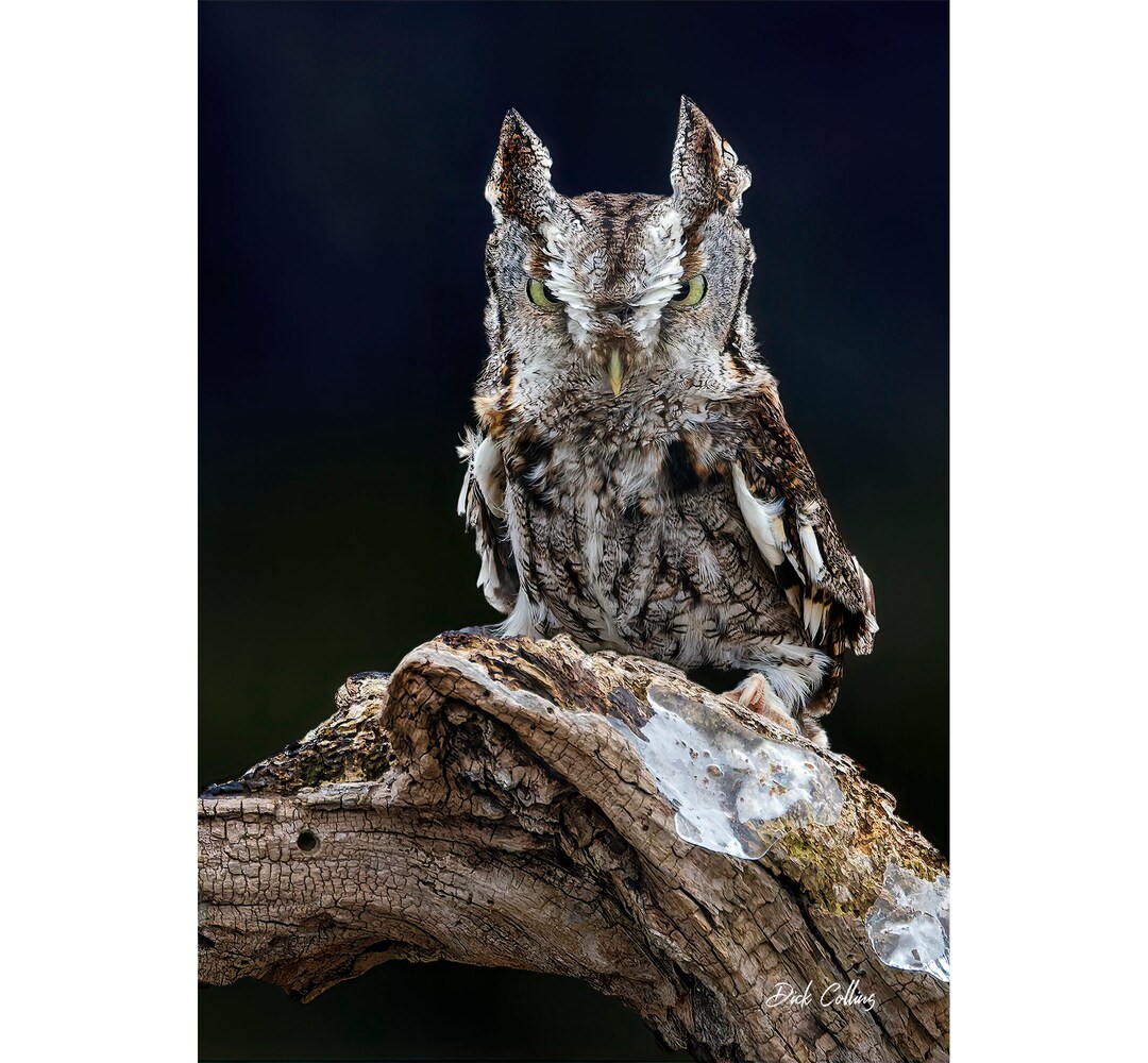 EASTERN SCREECH OWL Ready to Hang Photo - Etsy