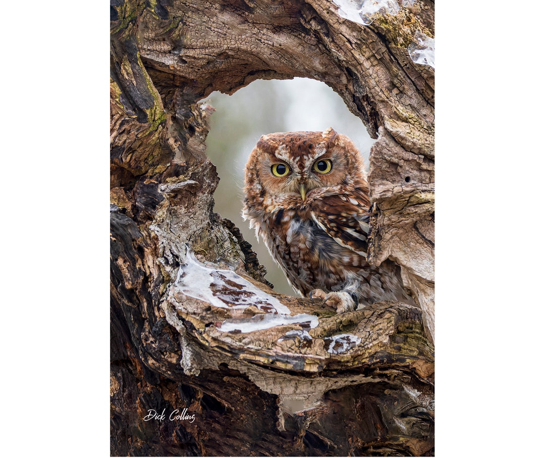 EASTERN SCREECH OWL 2 Ready to Hang Dye Sublimation Photo /wildlife ...