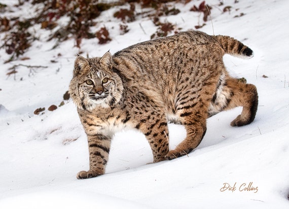 BOBCAT Ready to Hang Dye Sublimation Print - Etsy