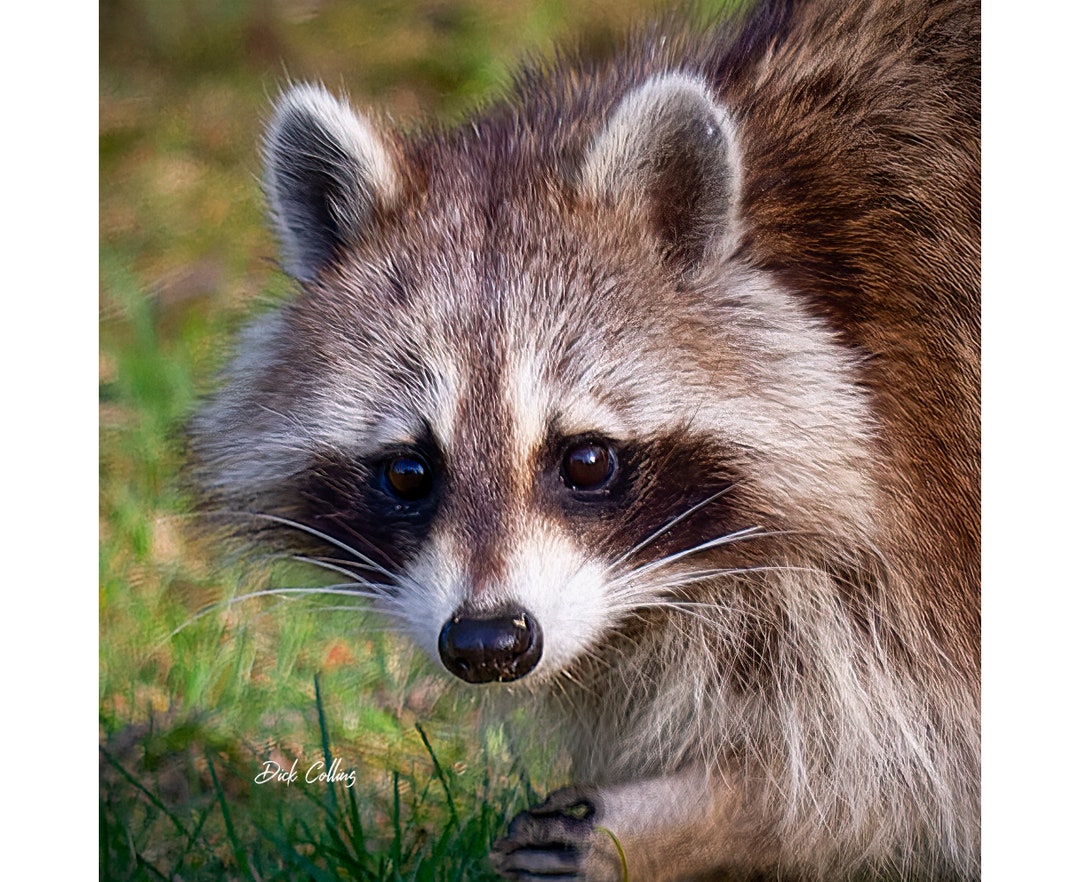 RACOON PORTRAIT - Ready to Hang Photo - Etsy